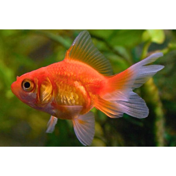 Ryukin Goldfish Assorted | Hollywood Fish Farm Online