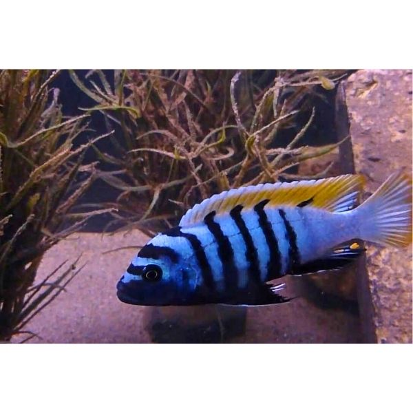 Dogtooth (Jalo Reef) Afra Rift Lake Cichlid | Hollywood Fish Farm Online